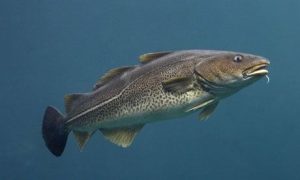 Ikan Cod Nutrisi: Manfaat 1 EPIC Dari Si Putih Laut » Ubud Tropical
