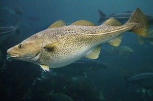 Ikan Cod Nutrisi: Manfaat 1 EPIC Dari Si Putih Laut » Ubud Tropical