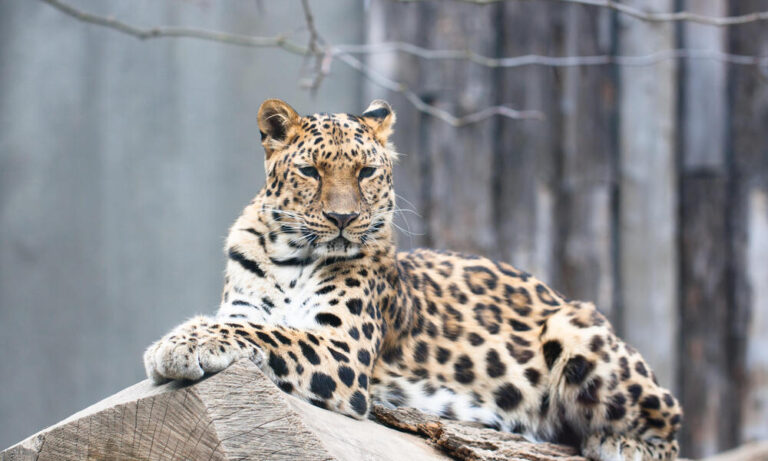 The Amur Leopard: Urgent Action For Its Survival